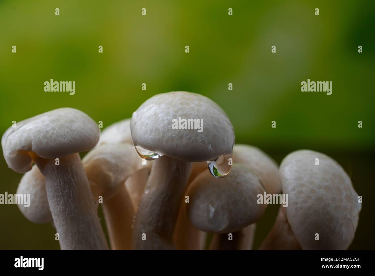 Japanese raw shimeji mushroom hi-res stock photography and images - Alamy