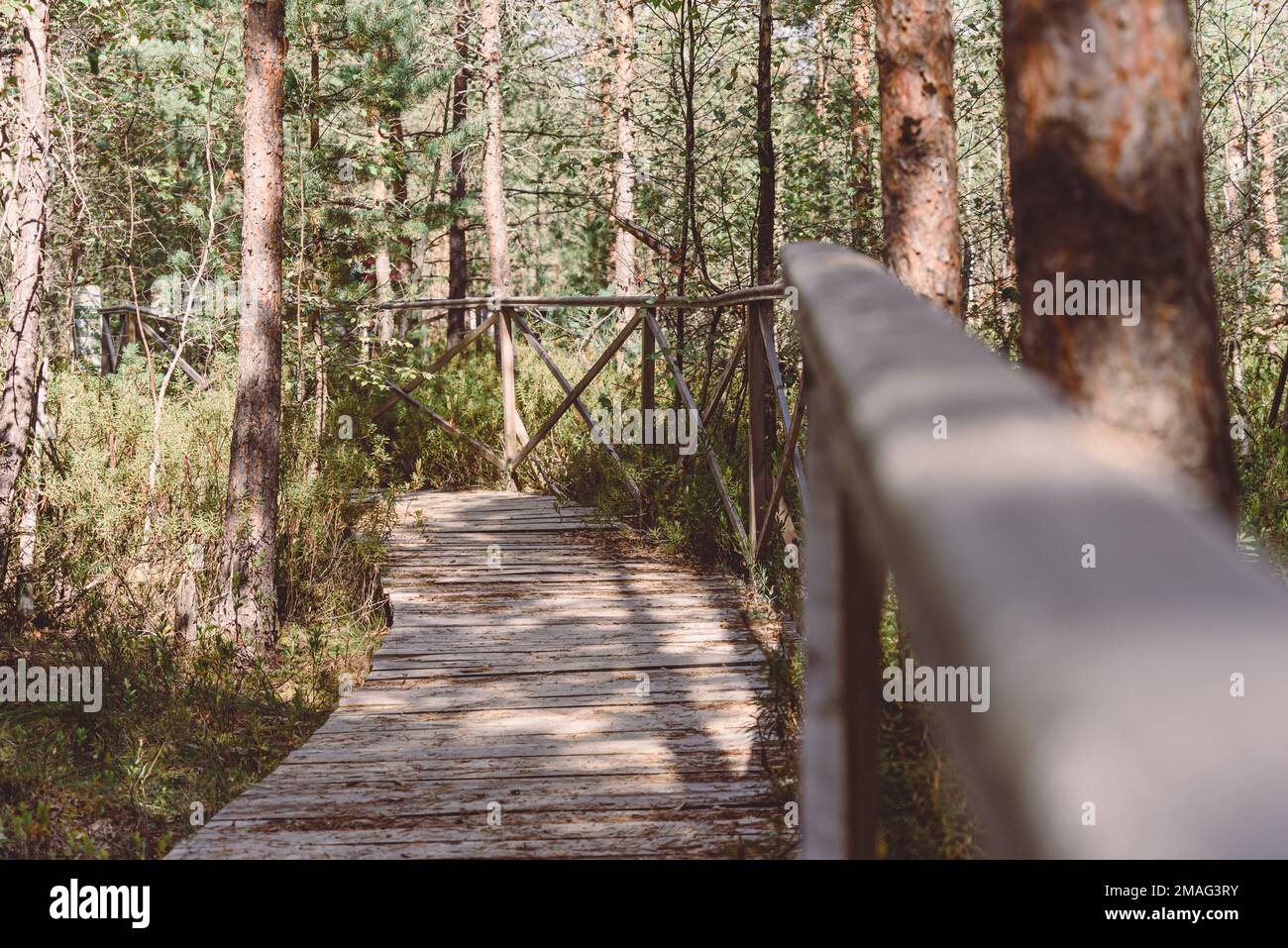 Walkway through swamp hi-res stock photography and images - Alamy