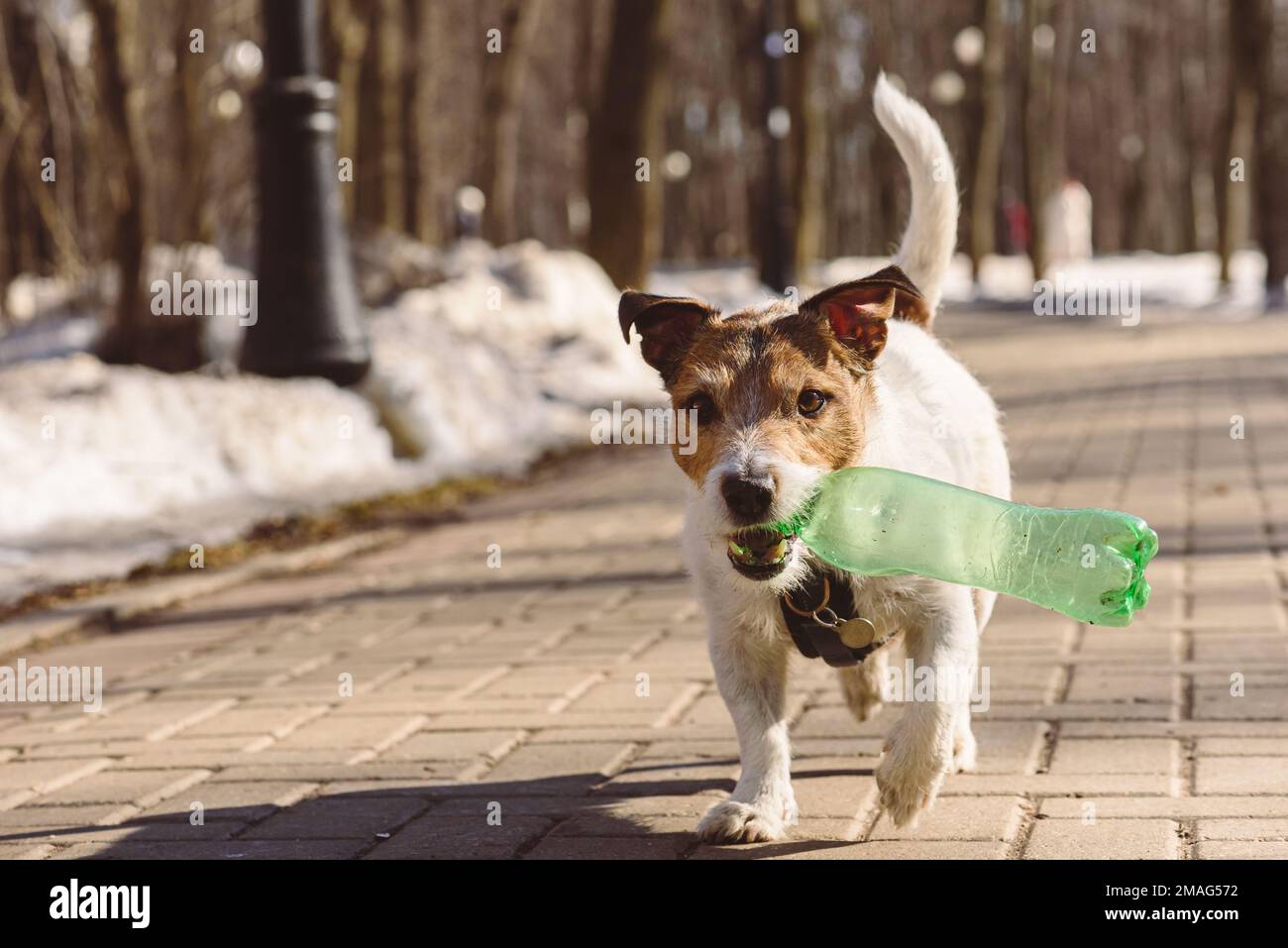 Dog trash mouth hi-res stock photography and images - Alamy