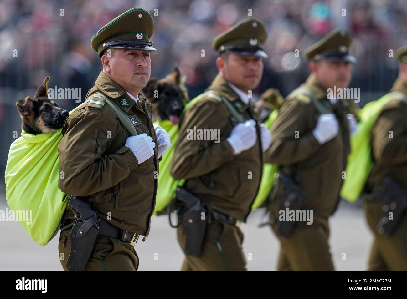 Chilean police officers march carrying puppies that will be future ...