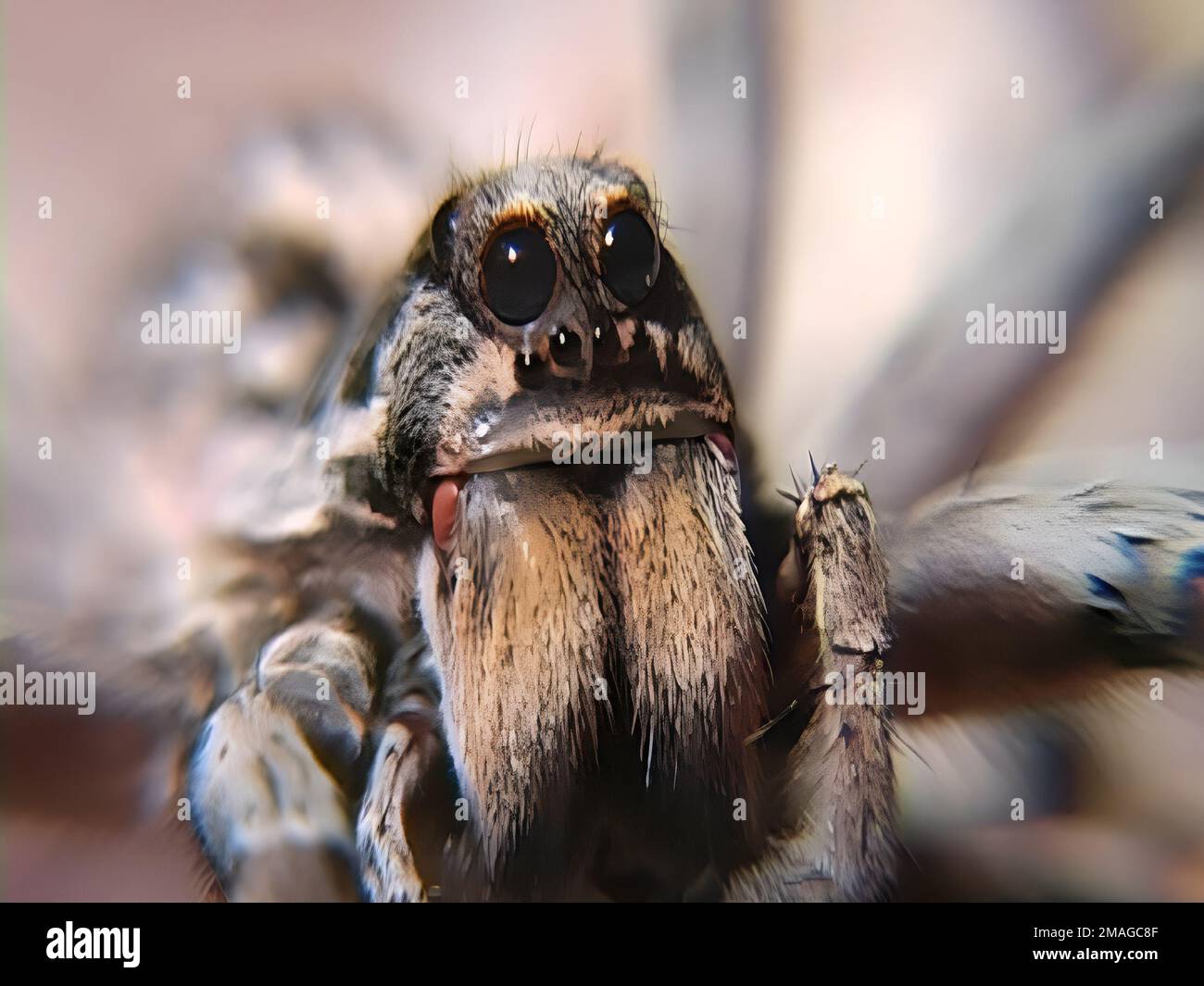 A closeup of the face of the Carolina Wolf spider, Arizona Stock Photo ...