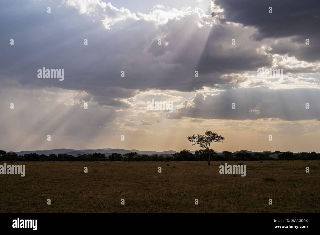 Savanna landscape sun rays hi-res stock photography and images - Alamy
