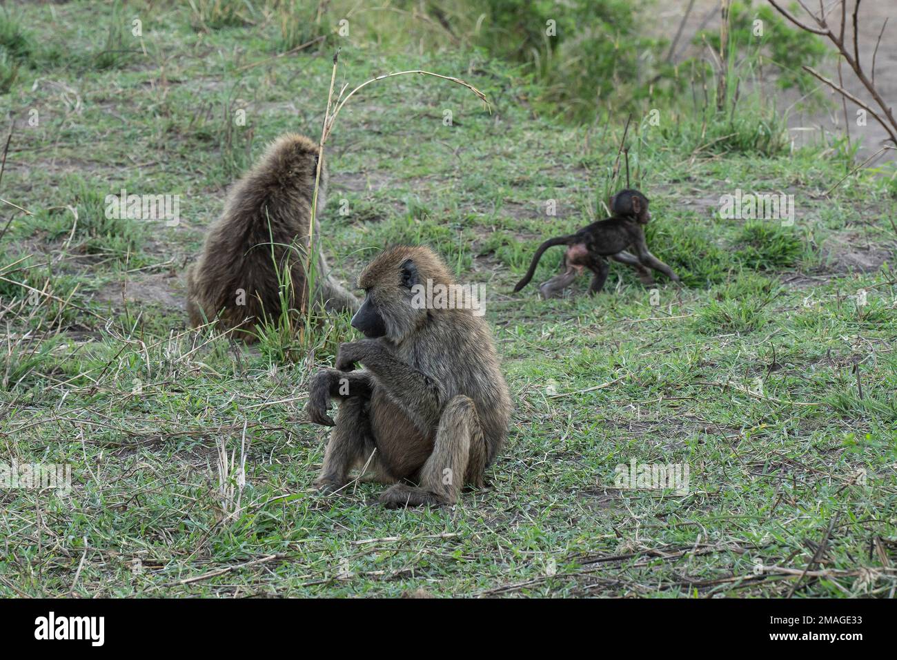 A group of baboons on a patch of grass at dusk, in the african savanna ...
