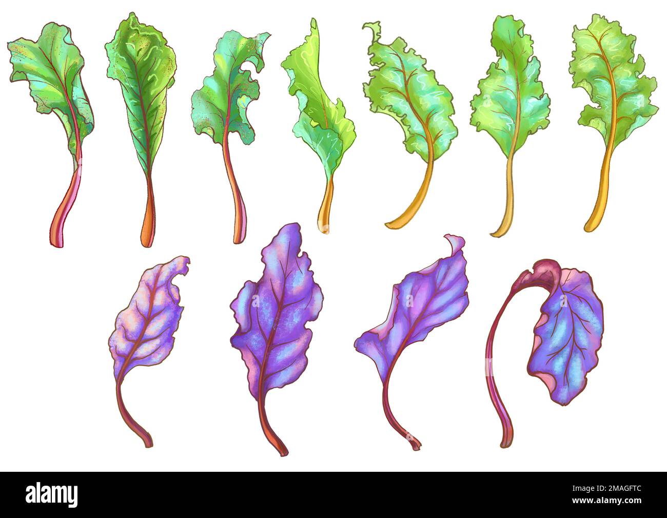 Illustration of beetroot compositions with leaves. High quality photo ...