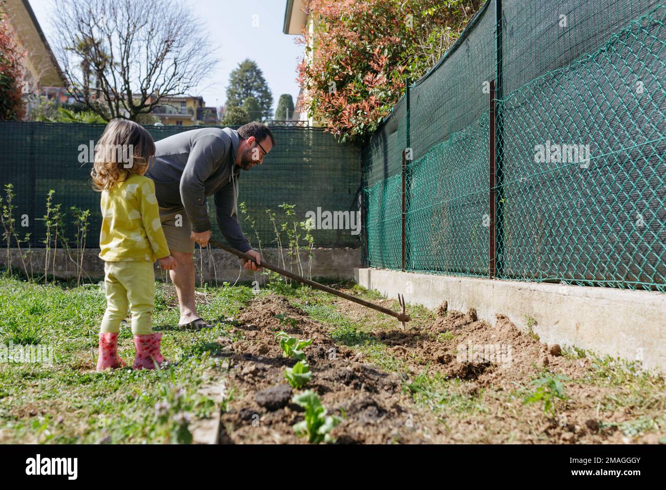 father and daughter dig beds for seedlings in their garden Stock Photo ...