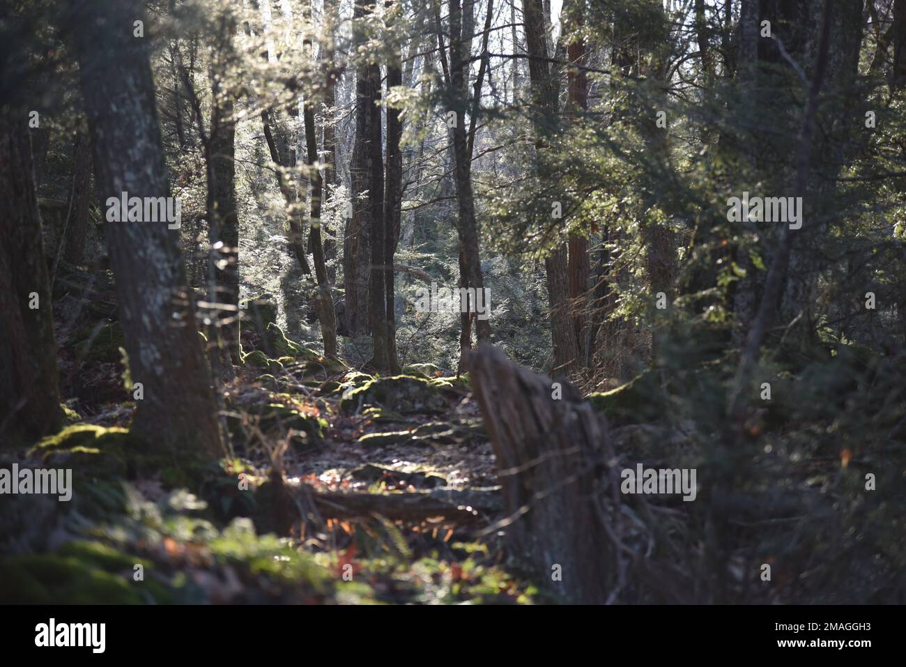 fairy like forest right before sunset Stock Photo - Alamy
