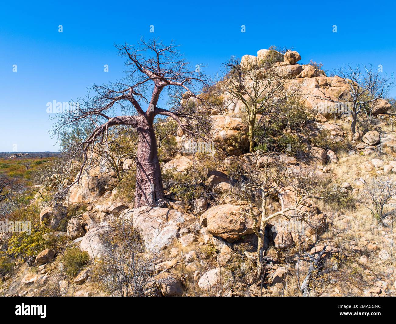 Batswana trees hi-res stock photography and images - Alamy