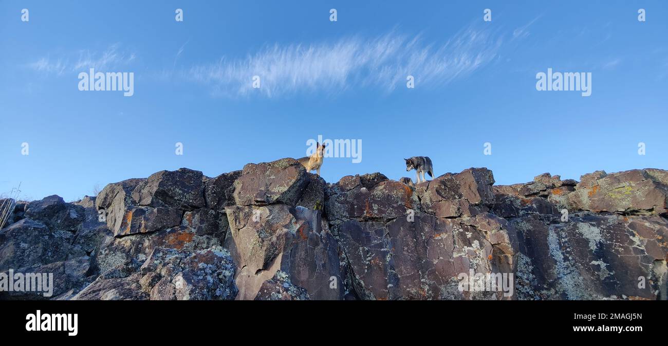 A panoramic of two wolves standing on top of a rugged cliff against the ...