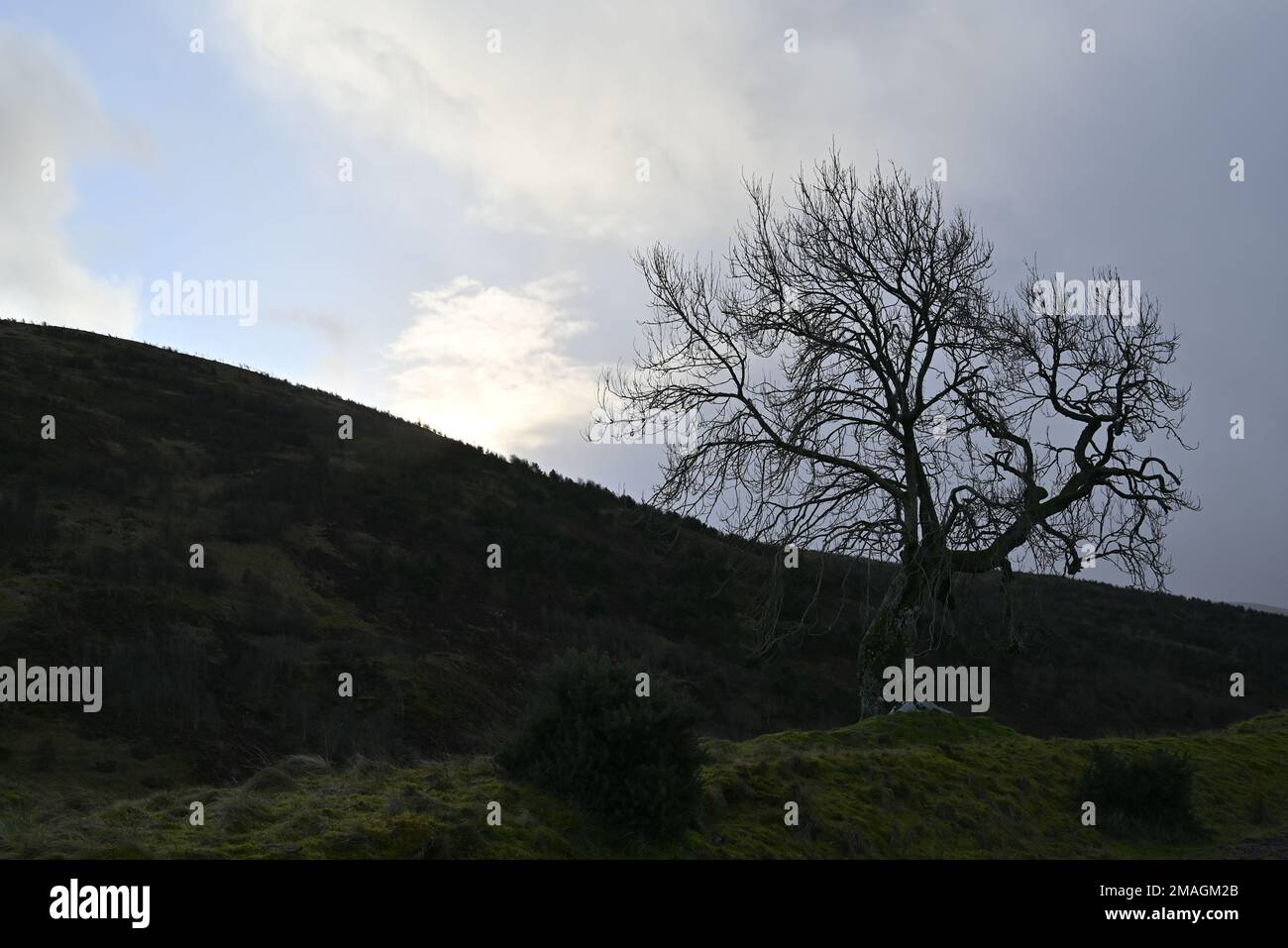 Winged purple fruits hi-res stock photography and images - Alamy
