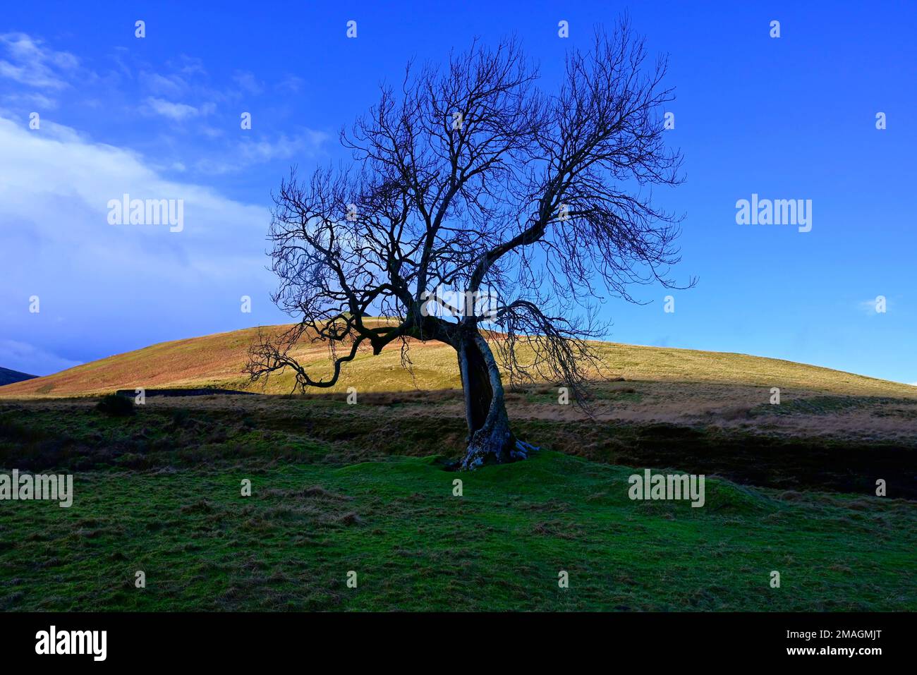 The Frandy tree Glendevon Perthshire Stock Photo - Alamy