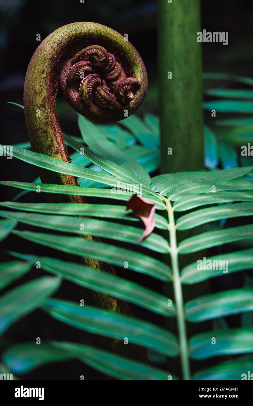 Fern Leaves and fiddlehead at Singapore Botanic Gardens, Singapore ...