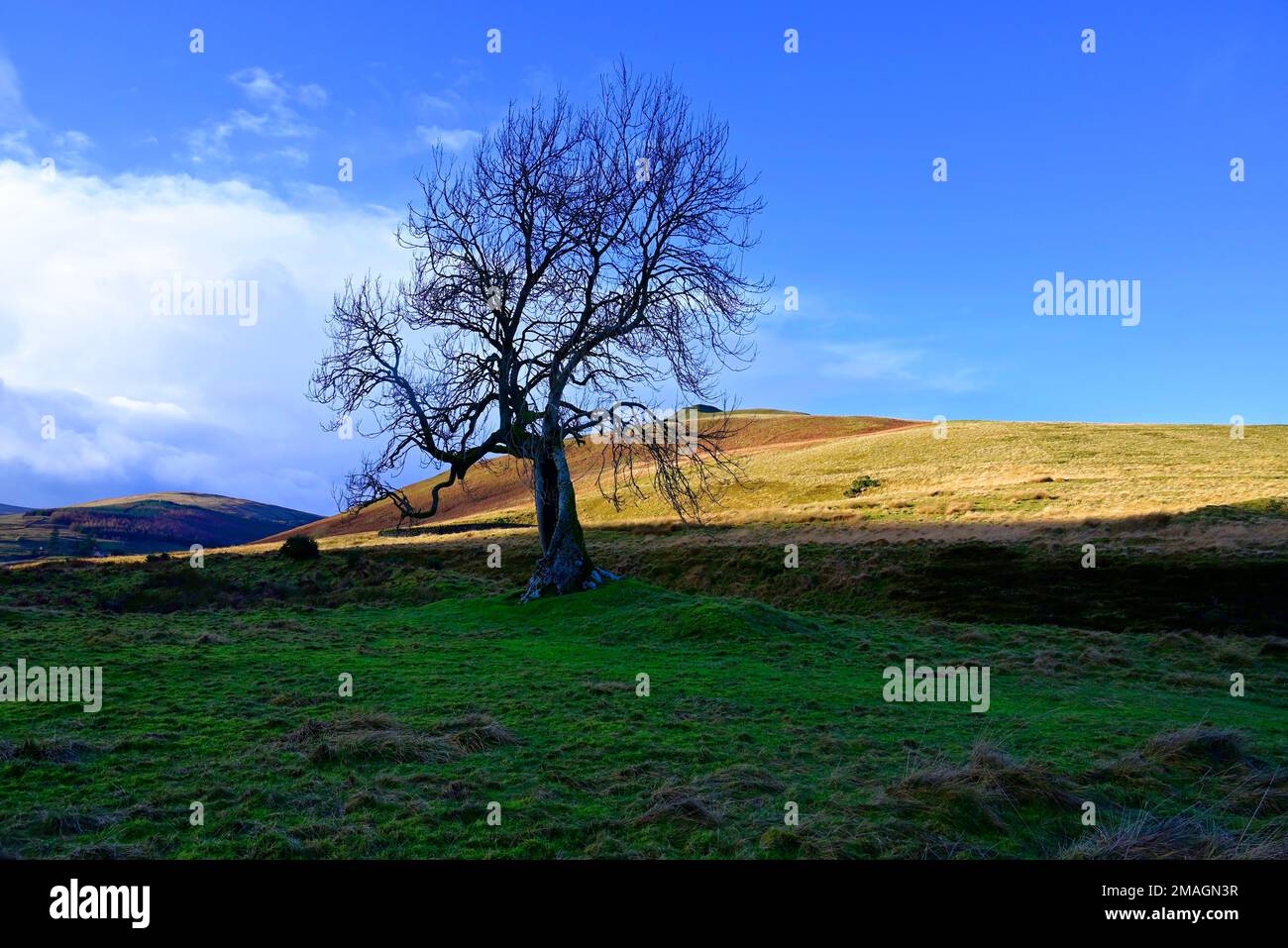 The Frandy tree Glendevon Perthshire Stock Photo - Alamy