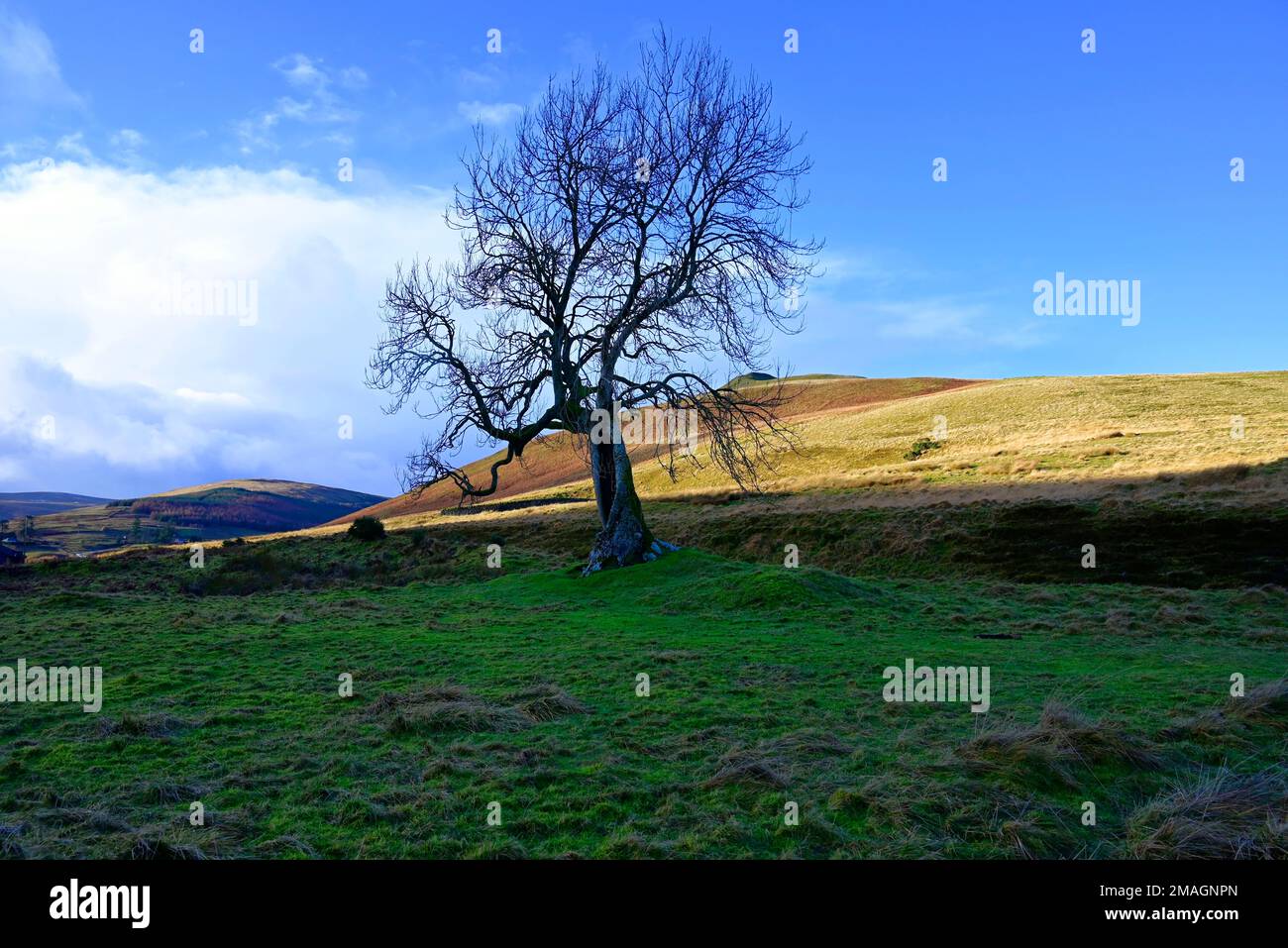 The Frandy tree Glendevon Perthshire Stock Photo - Alamy