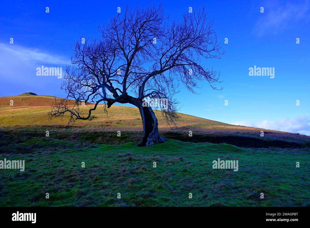 The Frandy tree Glendevon Perthshire Stock Photo - Alamy