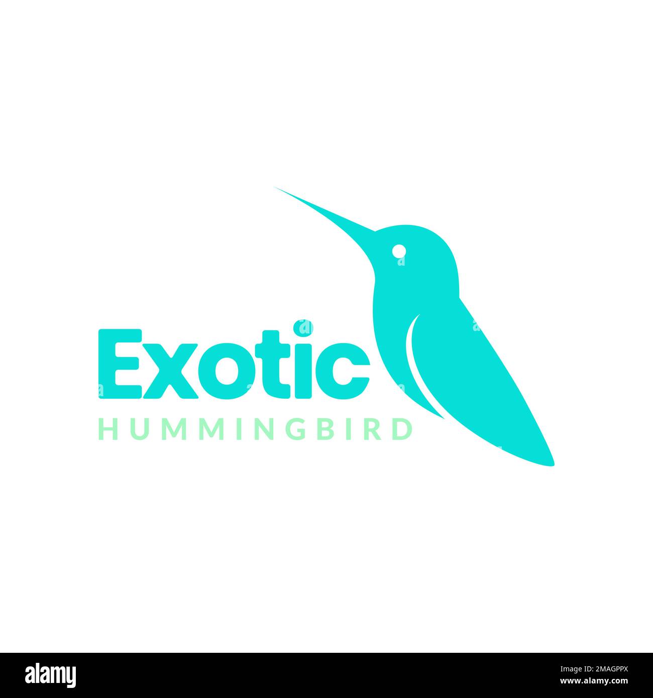 Violetear hummingbird Stock Vector Images - Alamy
