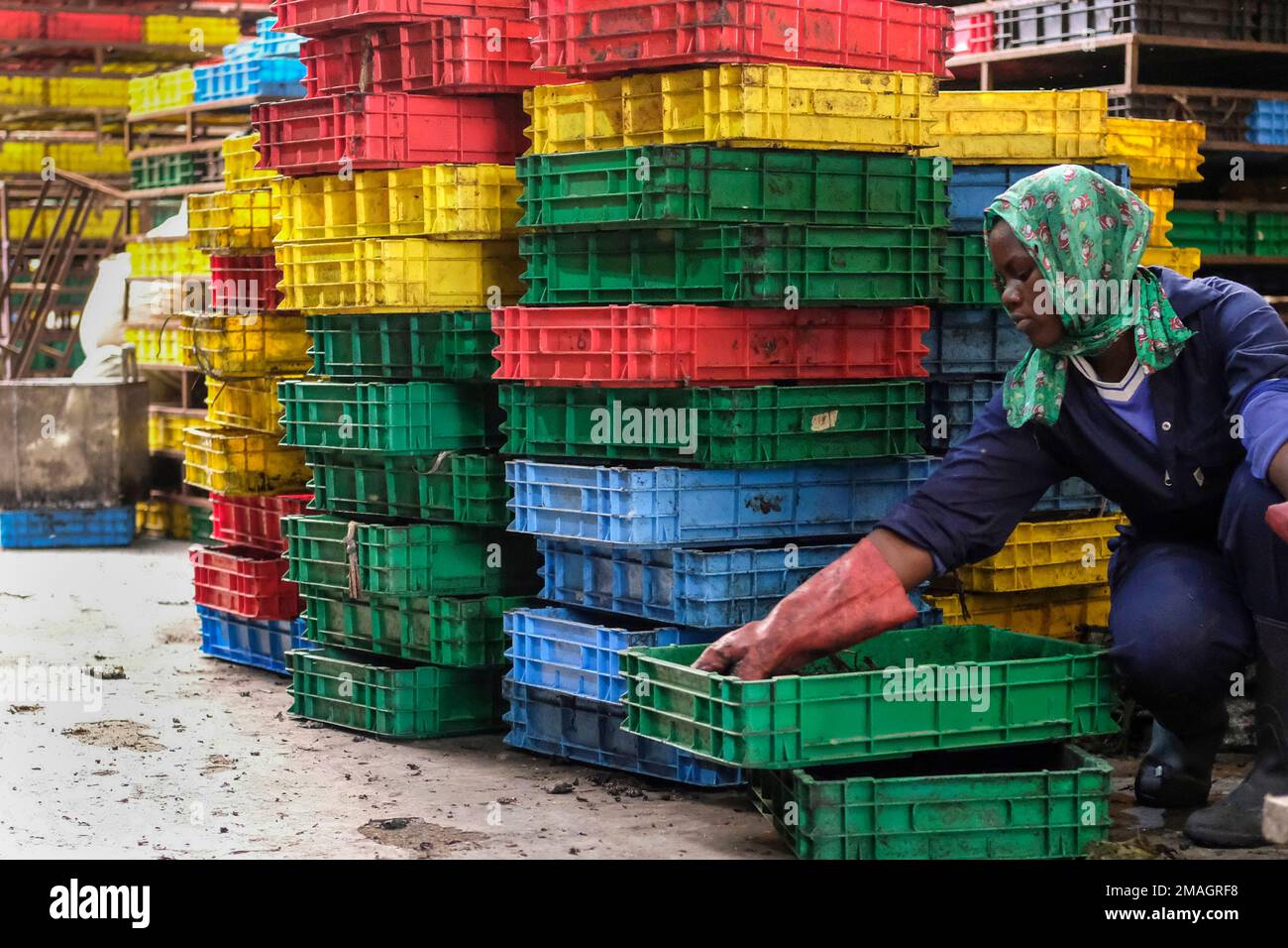 A worker harvests mature larvae of the black soldier fly, at Marula ...
