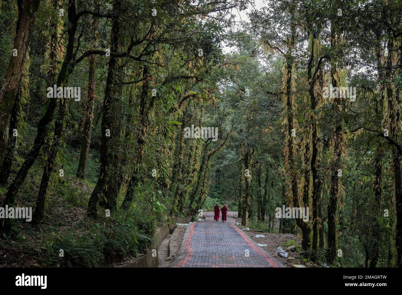 Exile Tibetan Buddhist monks walk on a street flanked on both sides by ...