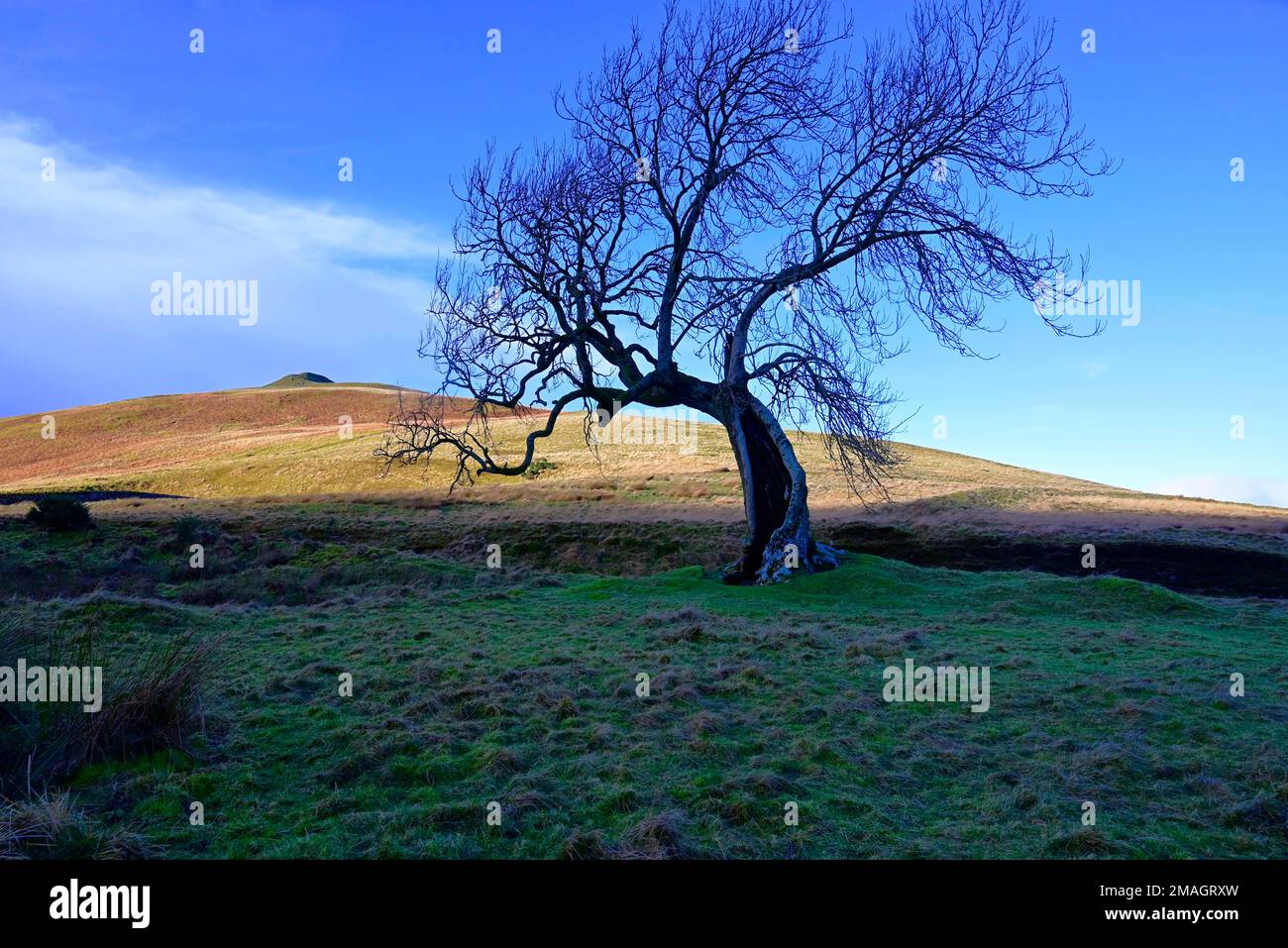 The Frandy tree Glendevon Perthshire Stock Photo - Alamy