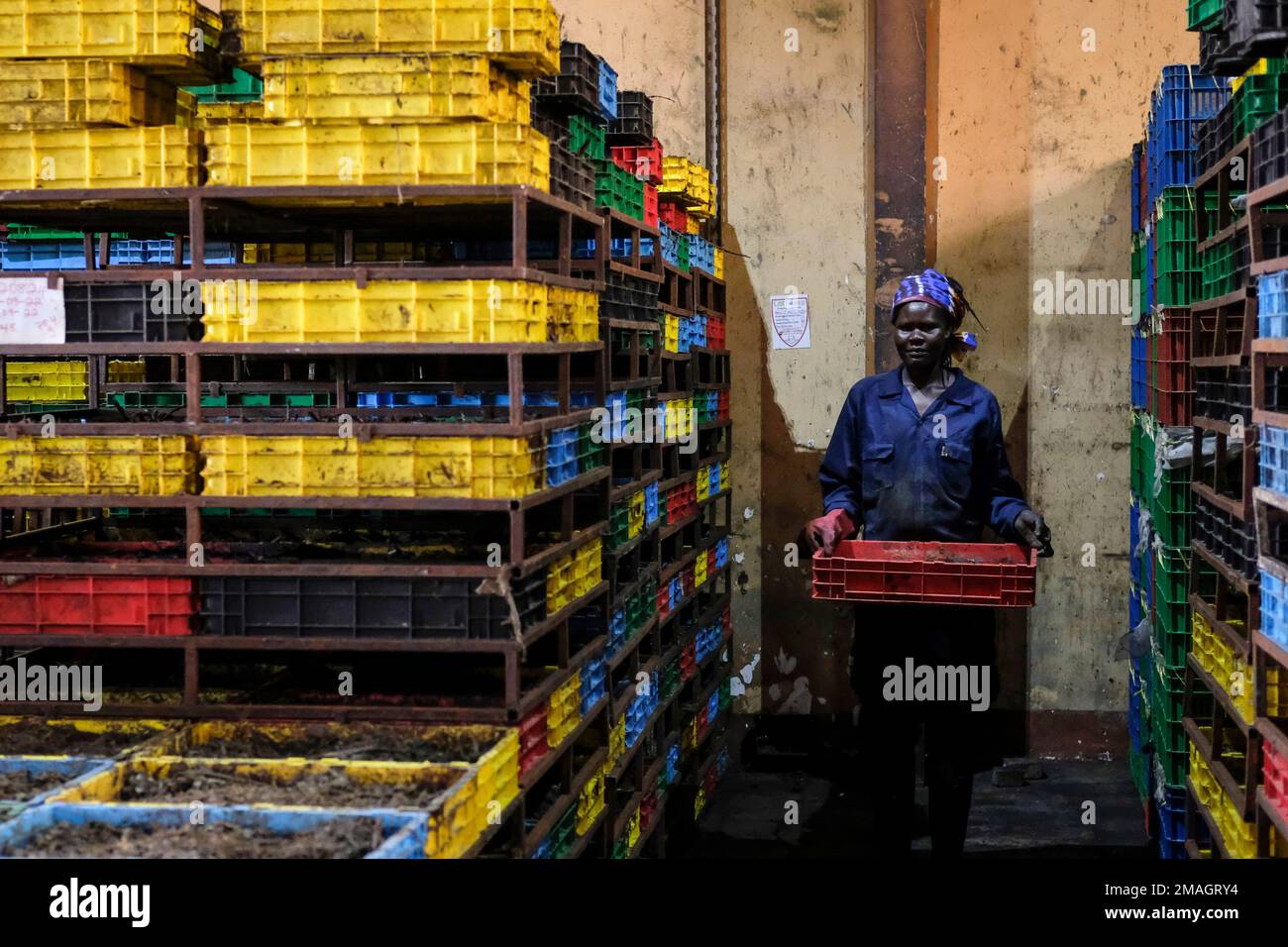A worker carries a crate of larvae of the black soldier fly, at Marula ...