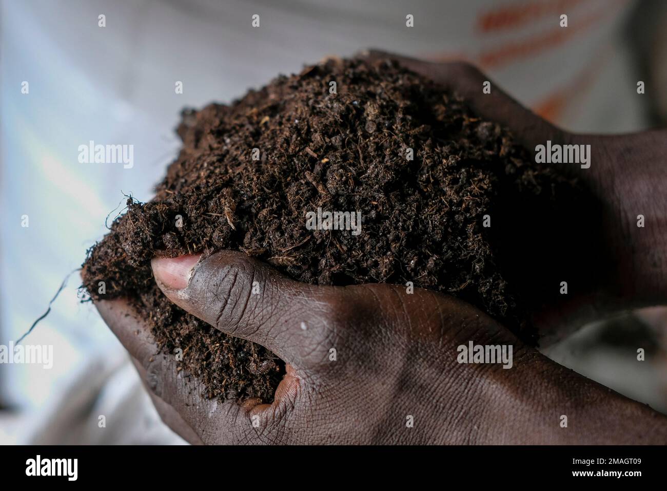 A worker holds organic fertilizer produced by larvae of the black ...