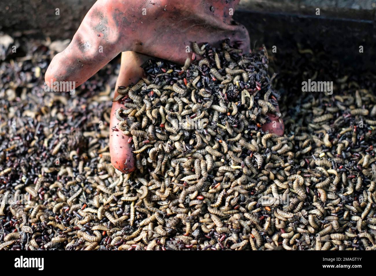 Larvae of the black soldier fly, used to produce organic fertilizer ...