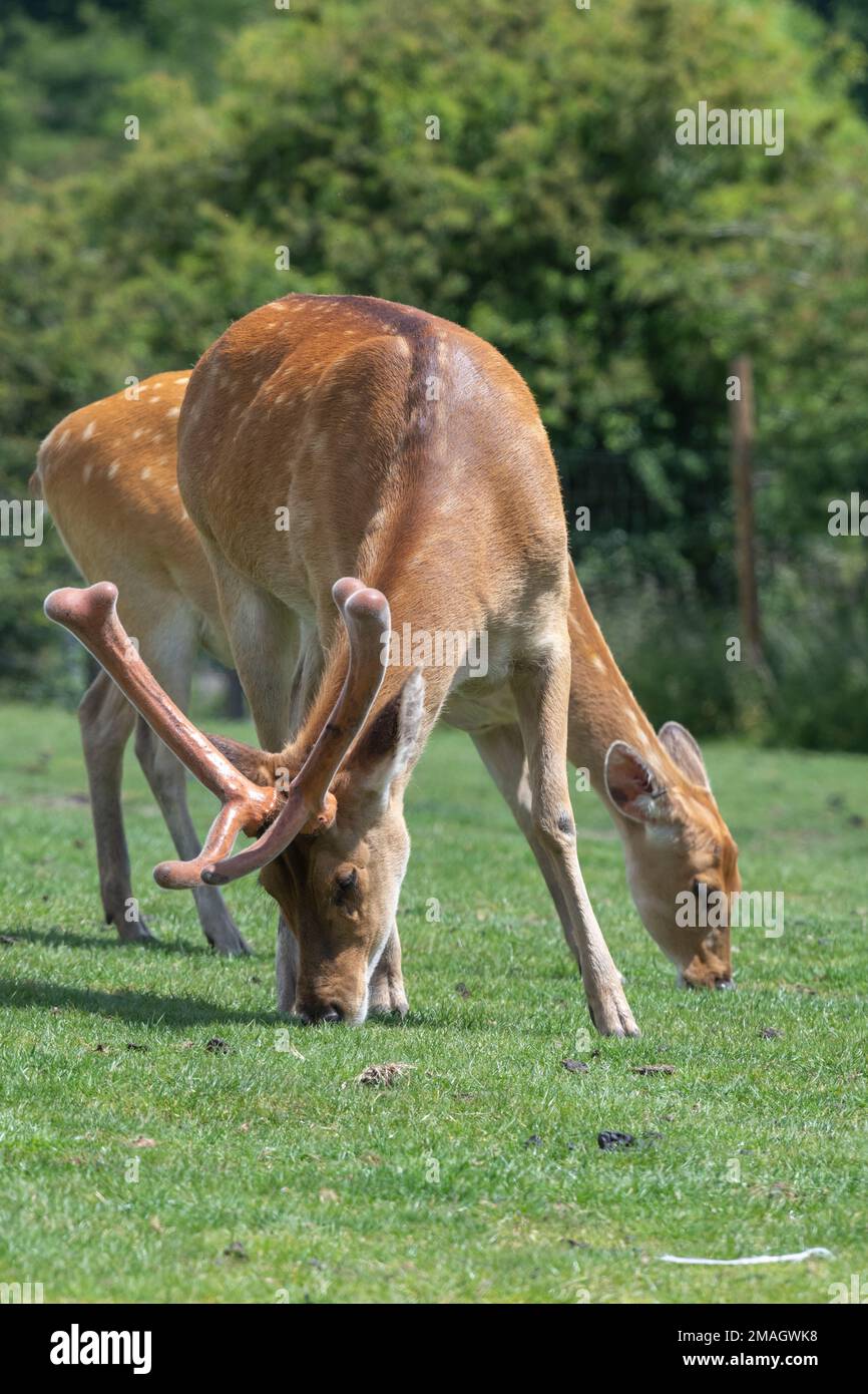 Barasingha grassland hi-res stock photography and images - Alamy