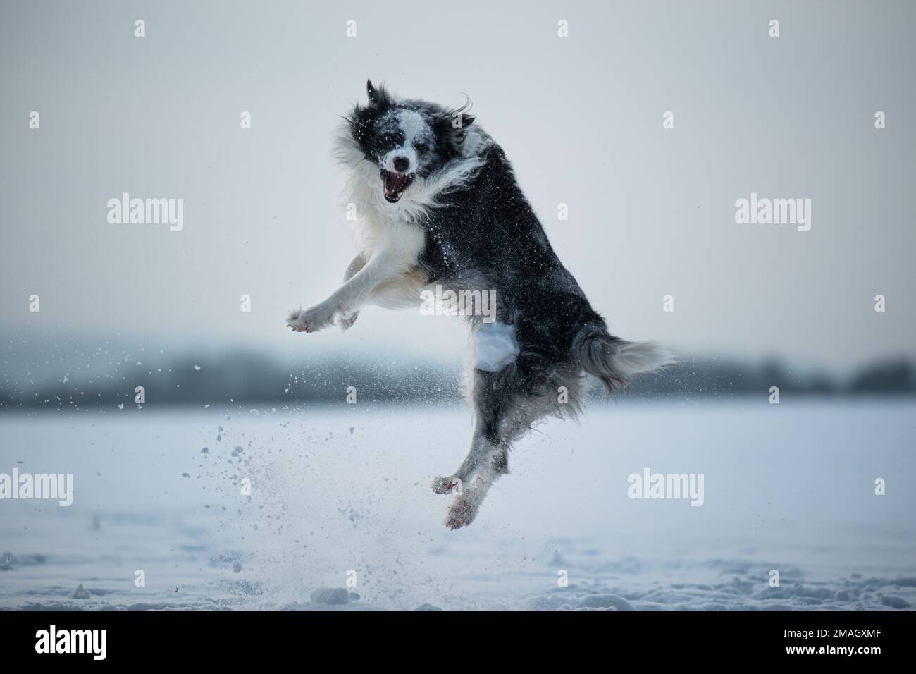 Border collie jumping in snow Stock Photo - Alamy