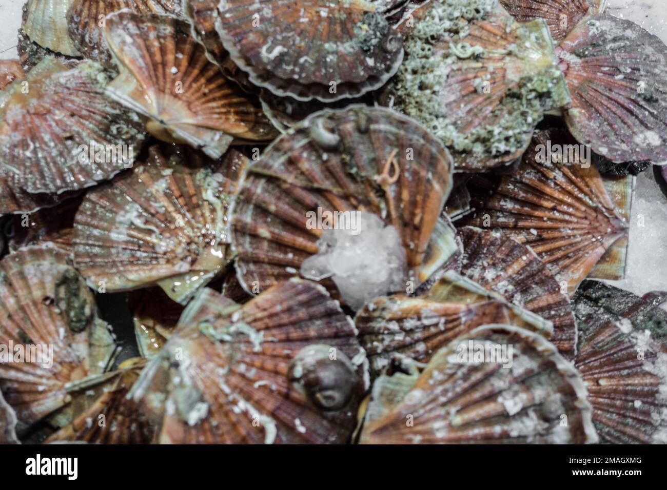 Venice scallops hi-res stock photography and images - Alamy