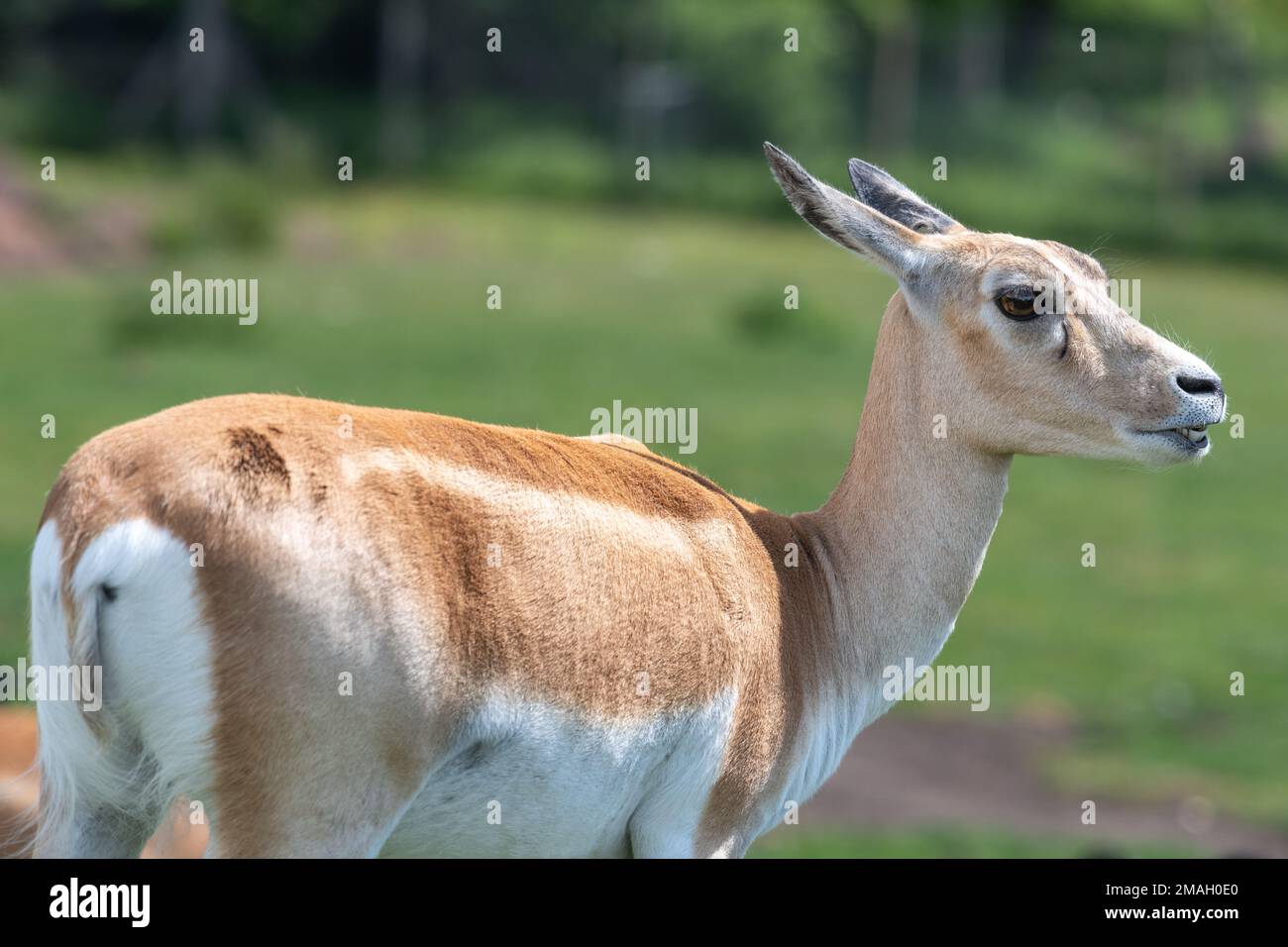 Blackbuck Antelope Doe