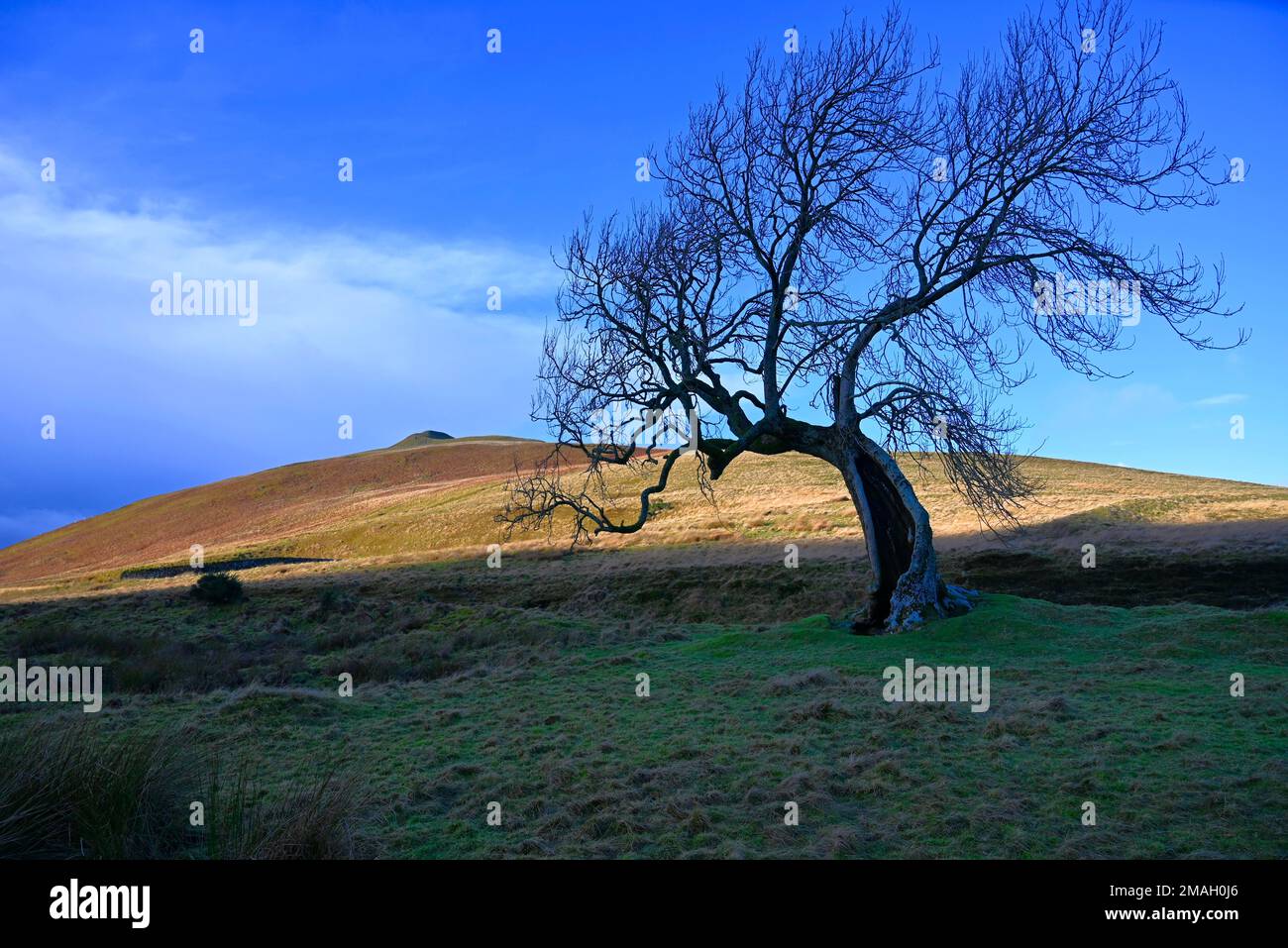 The Frandy tree Glendevon Perthshire Stock Photo - Alamy