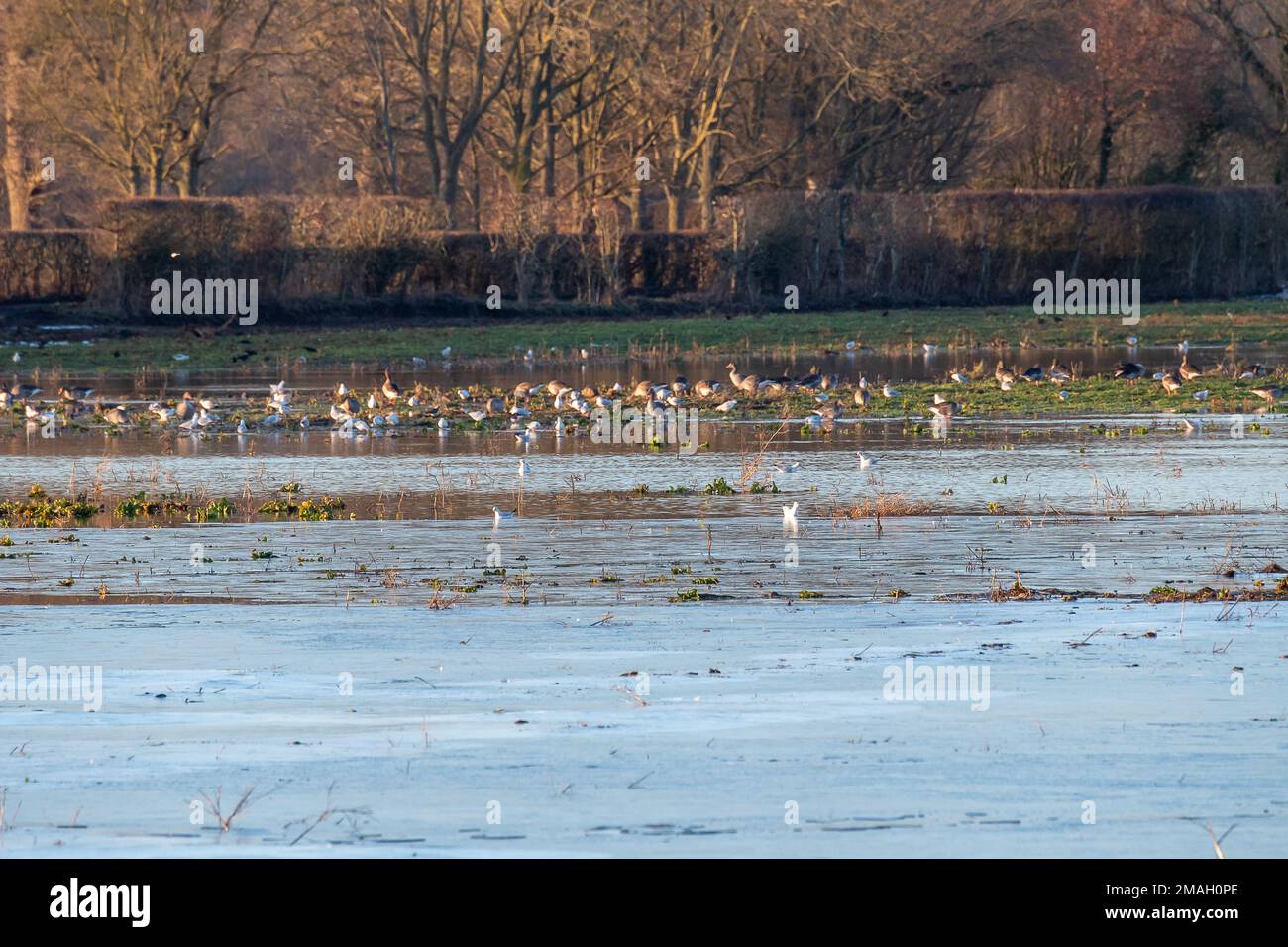Waterlogged field bird hi-res stock photography and images - Alamy