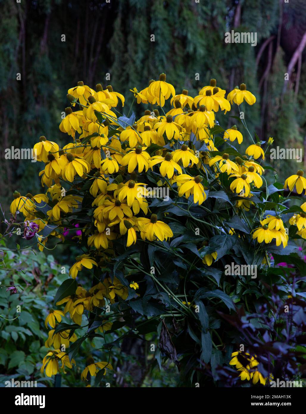 Lovely, eye catching, yellow flowers in Butchart Gardens on Vancouver ...