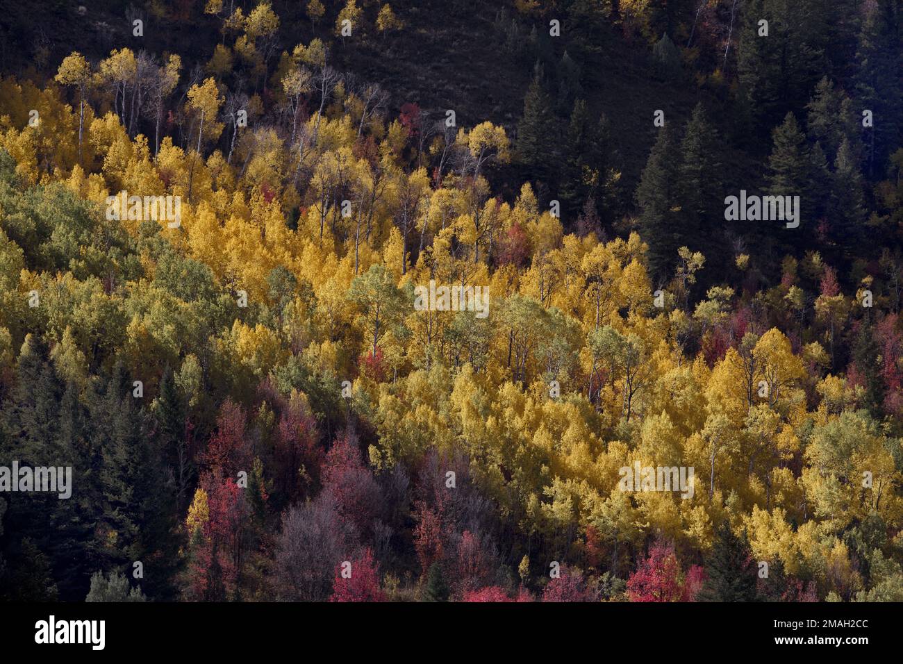 Colorful layers of autumn color gleam on Logan Canyon slope in Utah ...