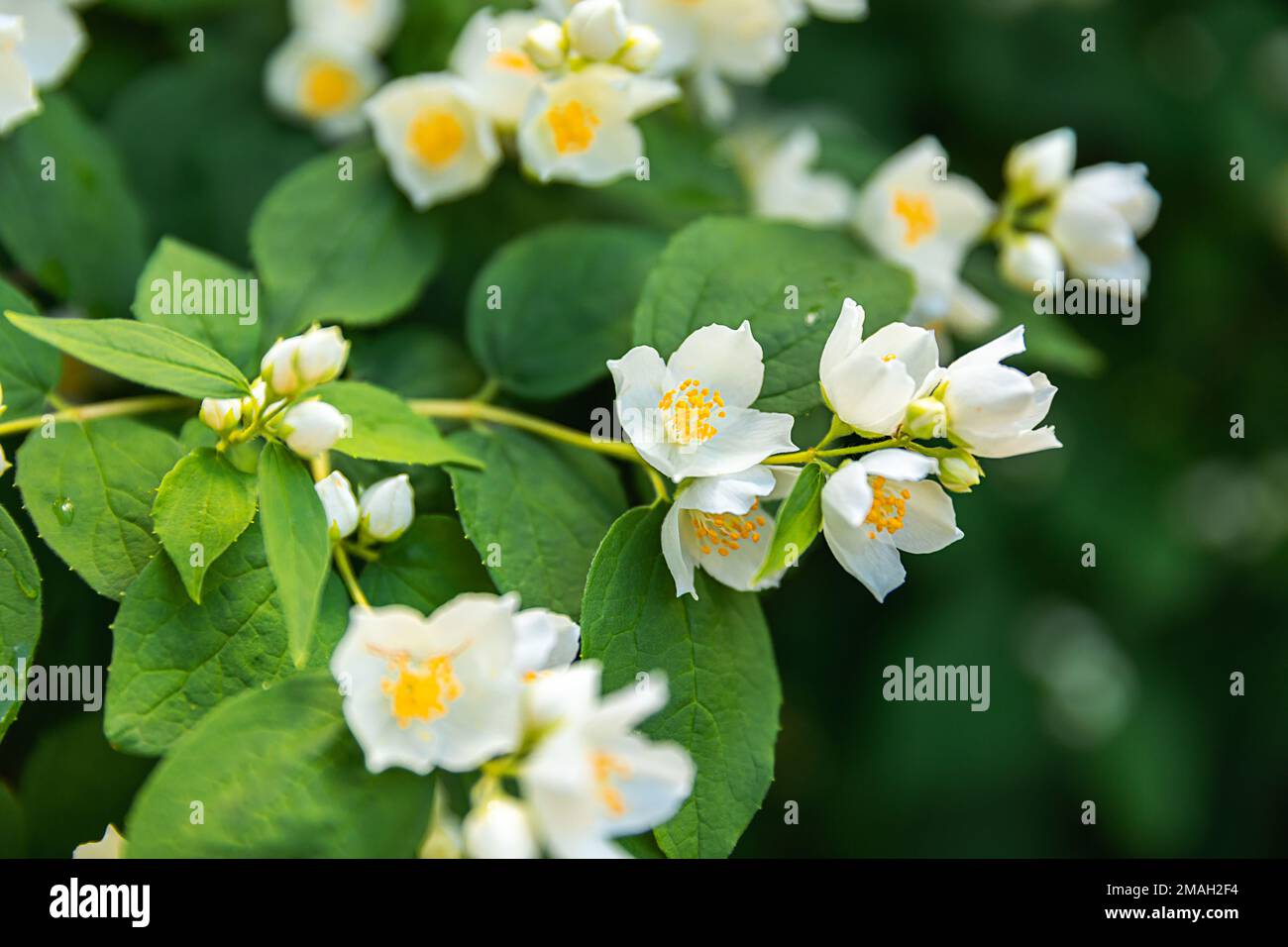 Beautiful white jasmine blossom flowers in spring time. Background with ...