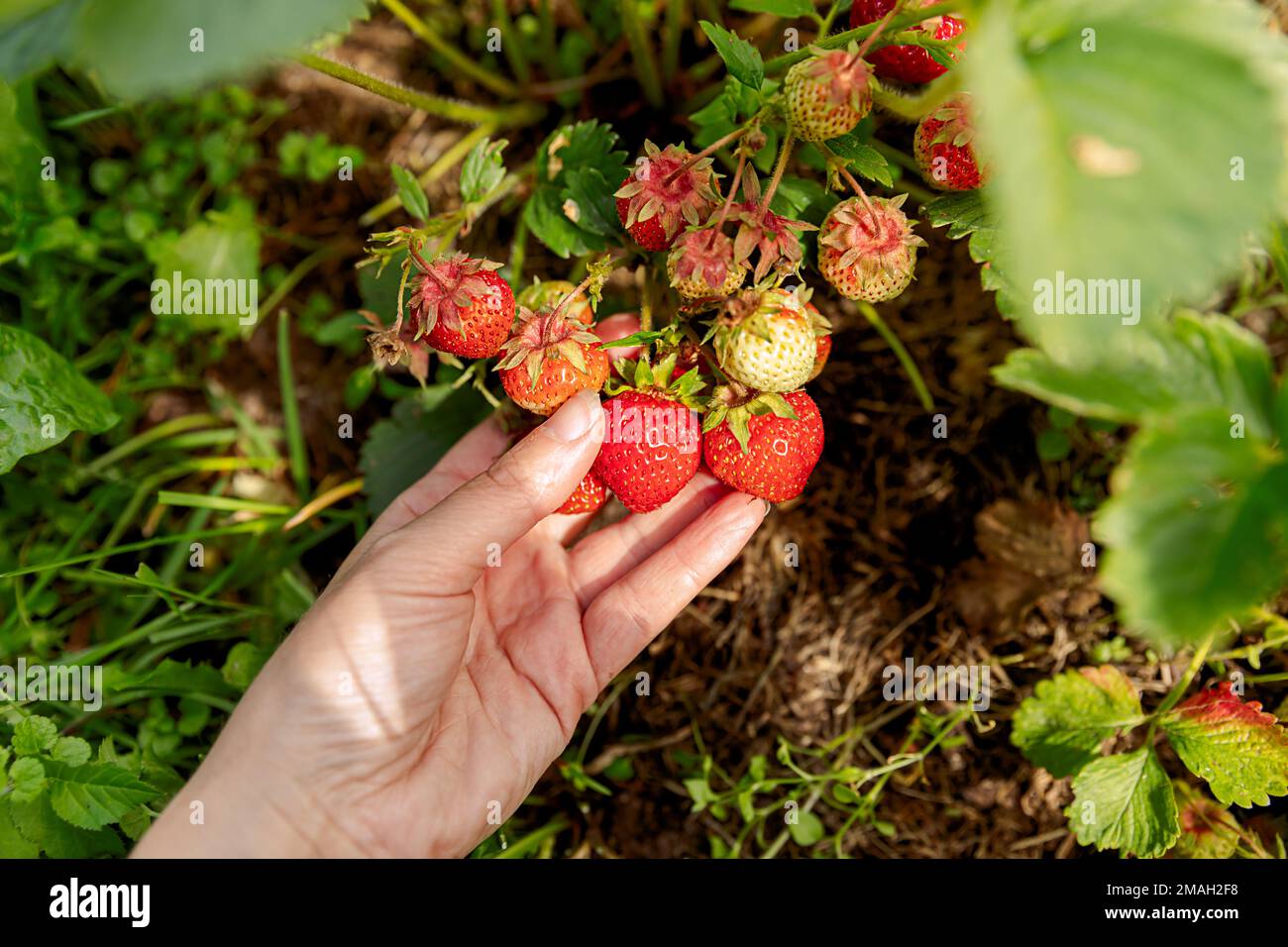 Gardening and agriculture concept. Woman farm worker hand harvesting ...