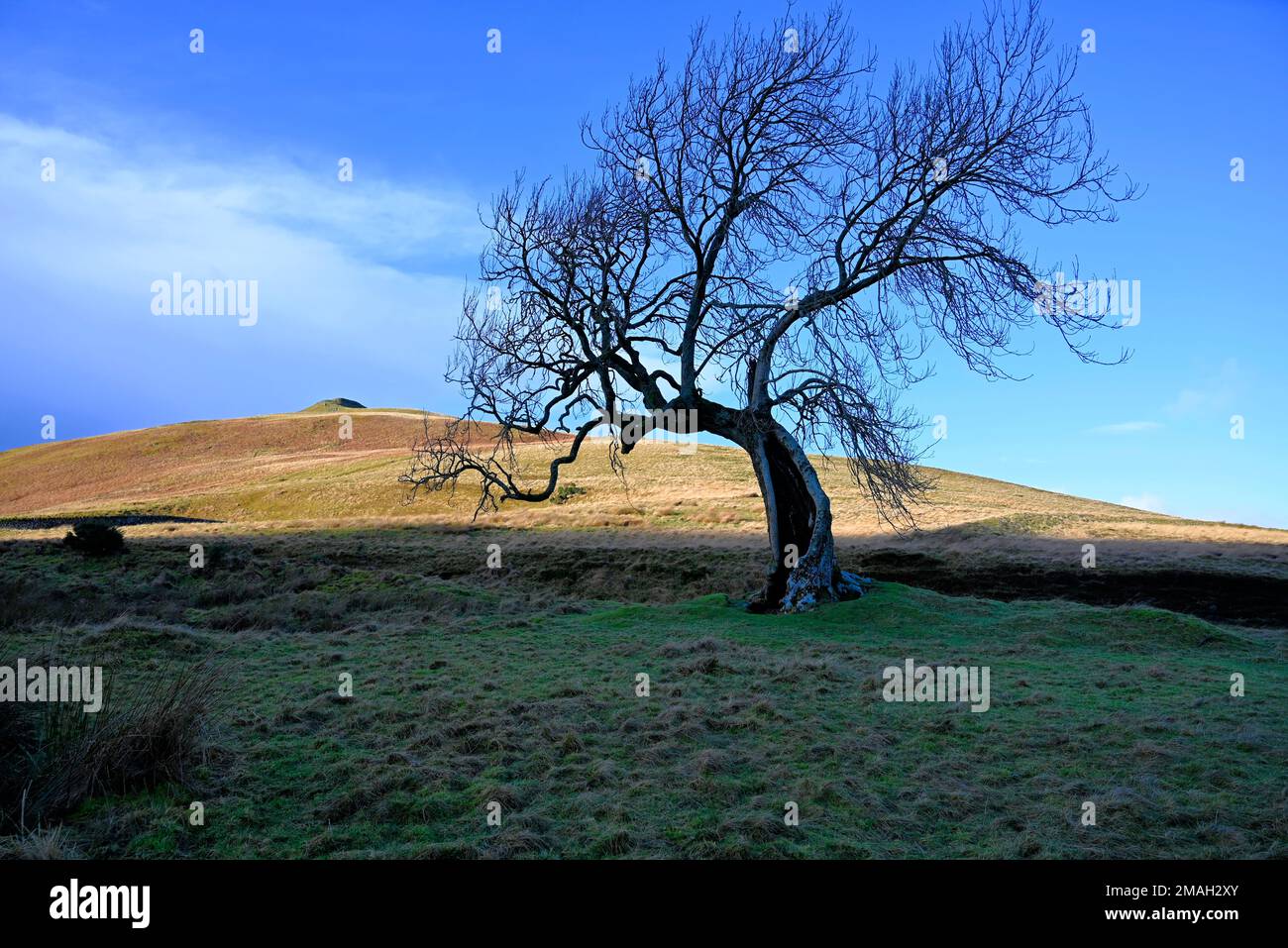 The Frandy tree Glendevon Perthshire Stock Photo - Alamy