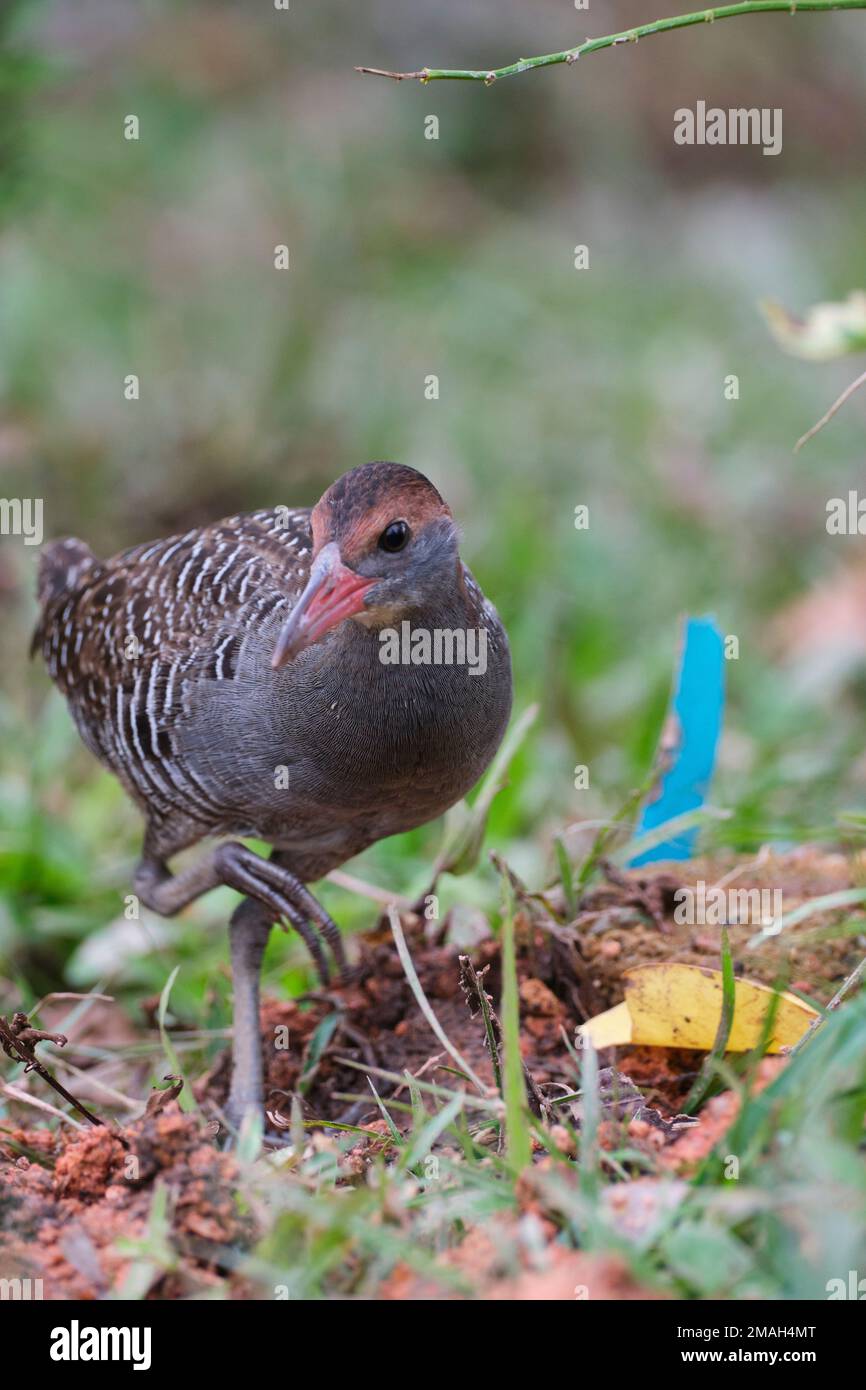 Rail bird hi-res stock photography and images - Alamy