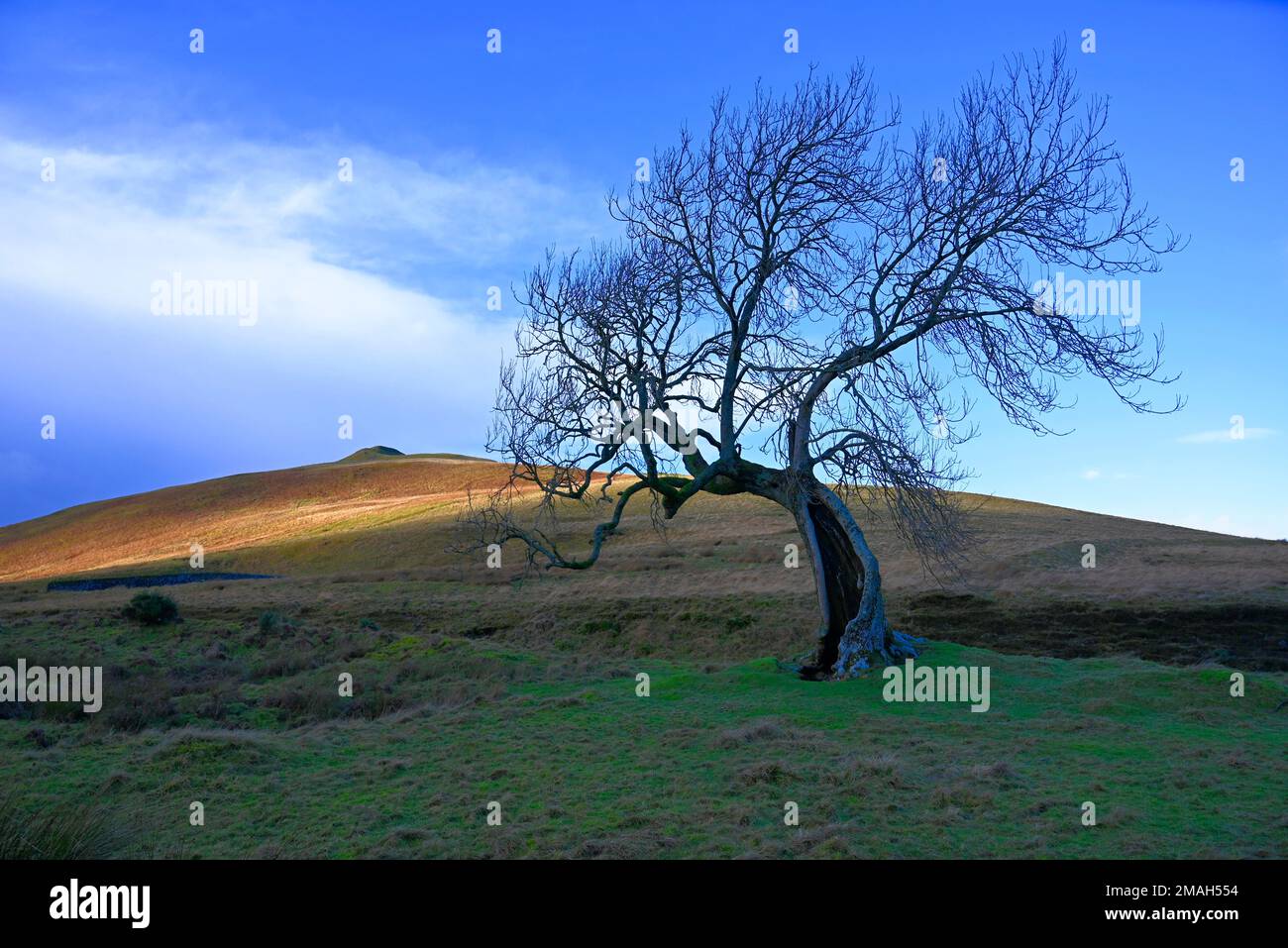 First leaf edible flowers hi-res stock photography and images - Alamy