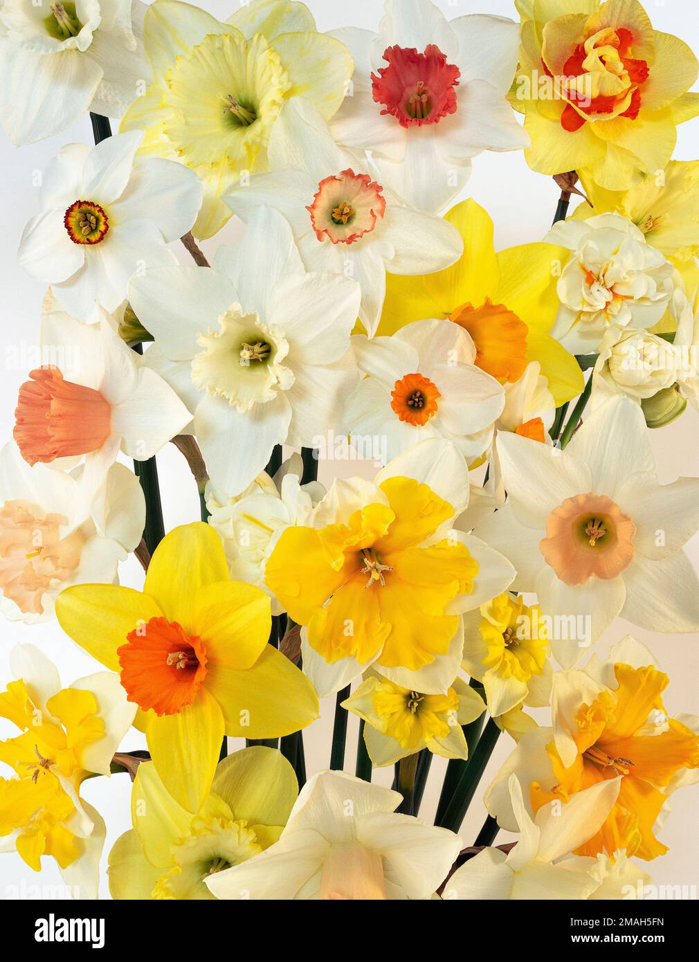 Many varieties of flower hi-res stock photography and images - Alamy