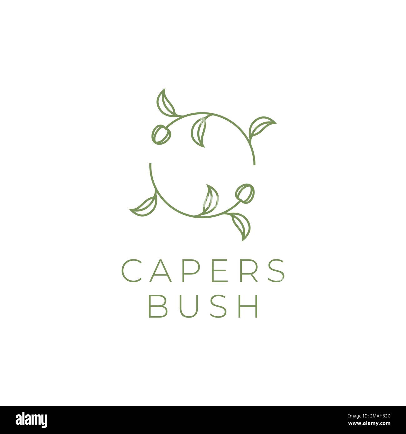 caper bush plant leaves fruit green circle line logo design vector icon ...