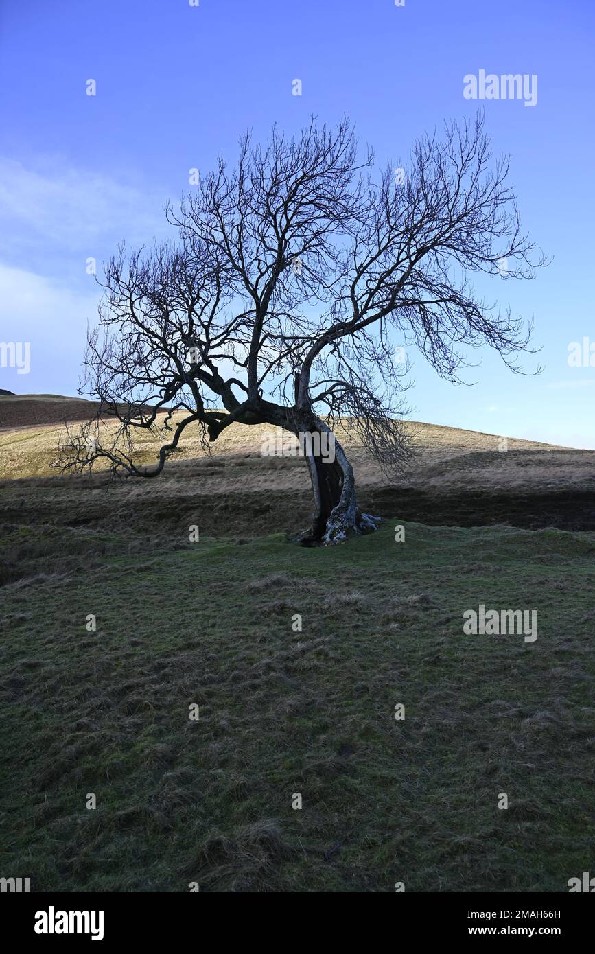 The Frandy tree Glendevon Perthshire Stock Photo - Alamy