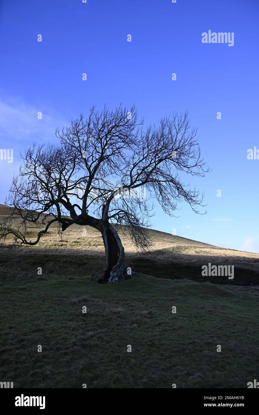 First leaf edible flowers hi-res stock photography and images - Alamy