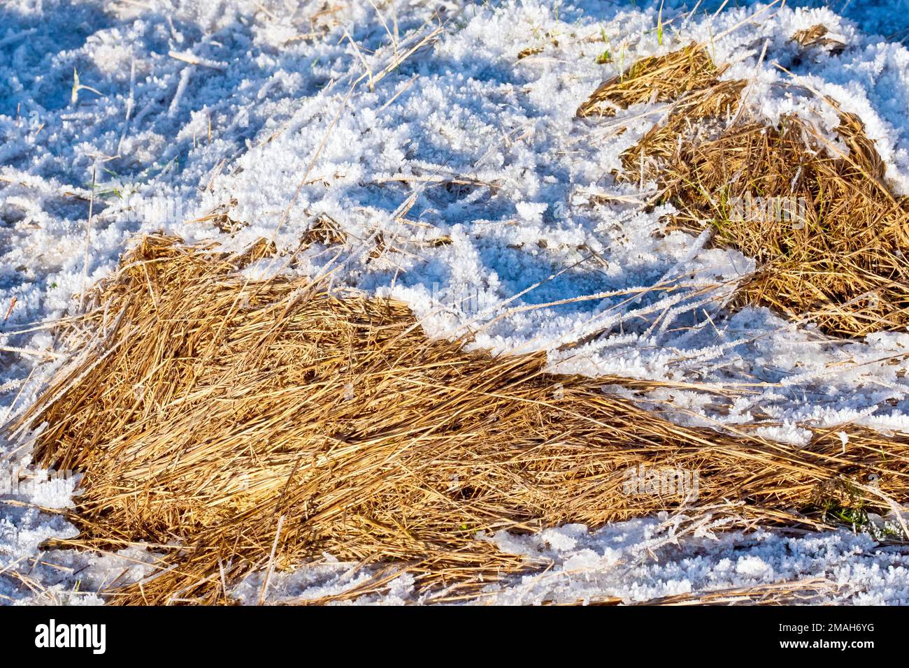 Dead grass hi-res stock photography and images - Alamy
