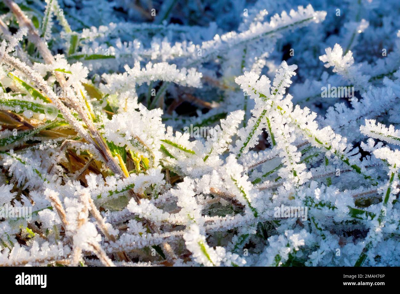 Close up showing individual blades of grass heavily covered with frost ...
