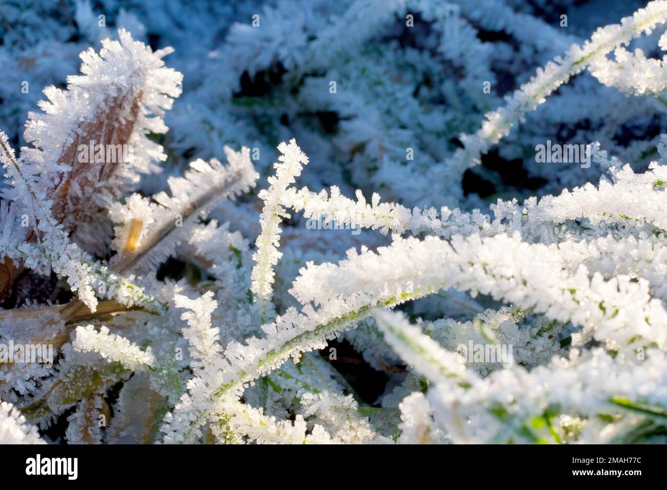 Close up showing individual blades of grass heavily covered with frost ...