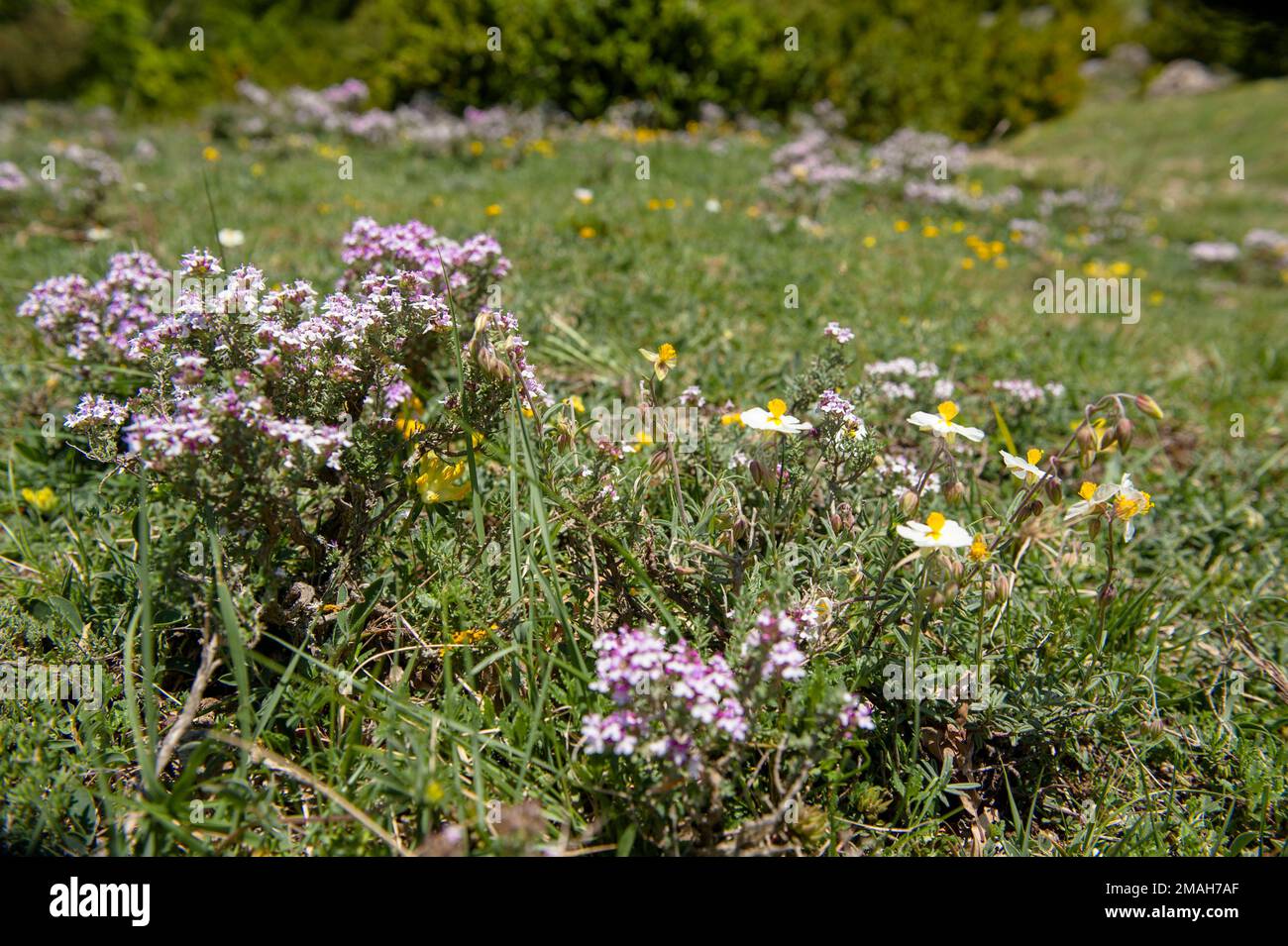 Growing wild at the pastures of the Pech du Bugarach, the highest ...
