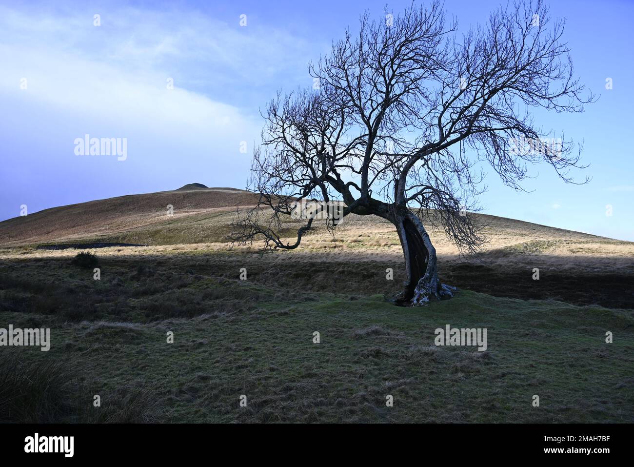 The Frandy tree Glendevon Perthshire Stock Photo - Alamy