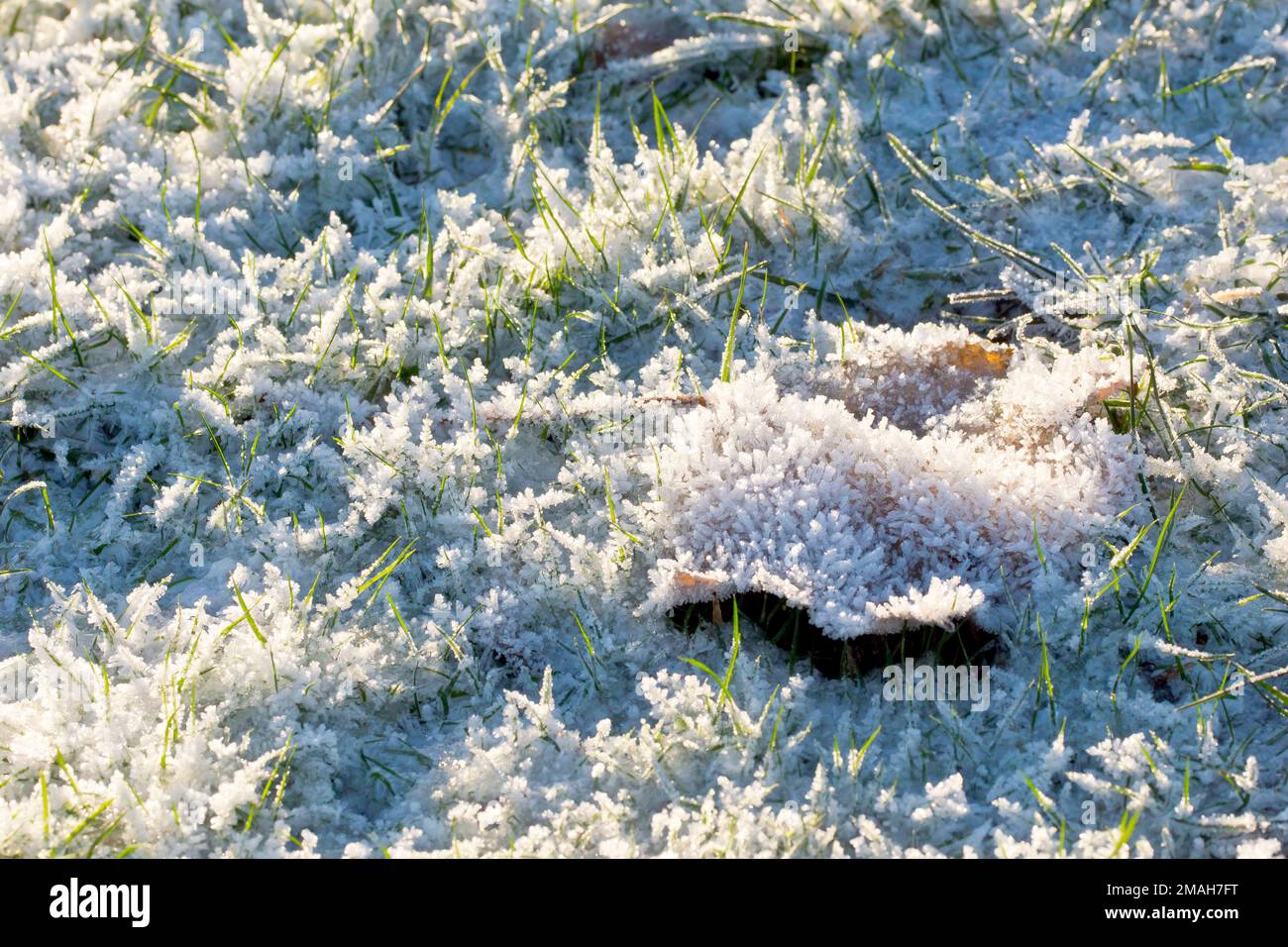 Close up of a single leaf lying on the grass covered with a heavy frost ...