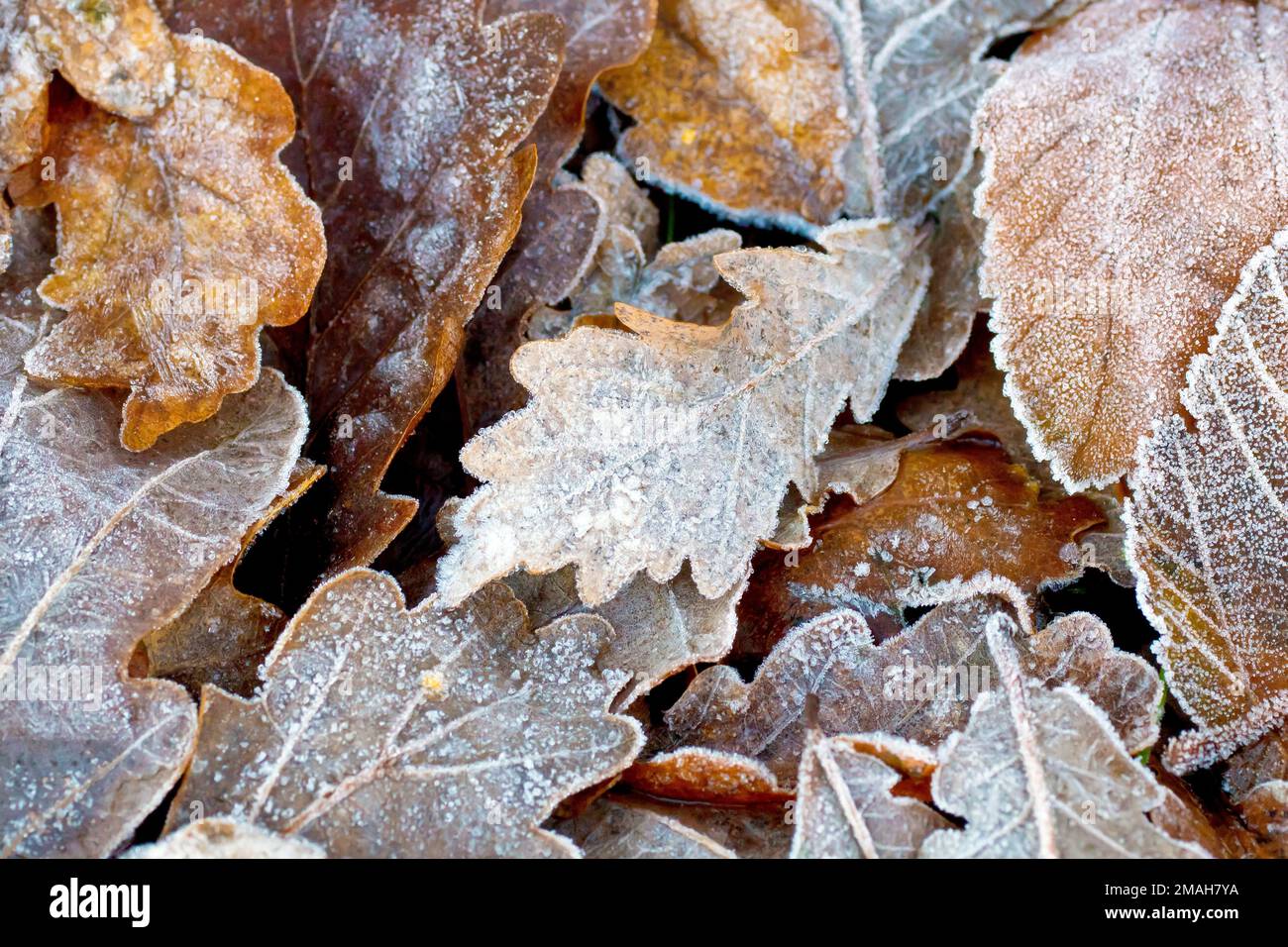 Close up of the leaf litter from various trees lying on the ground ...