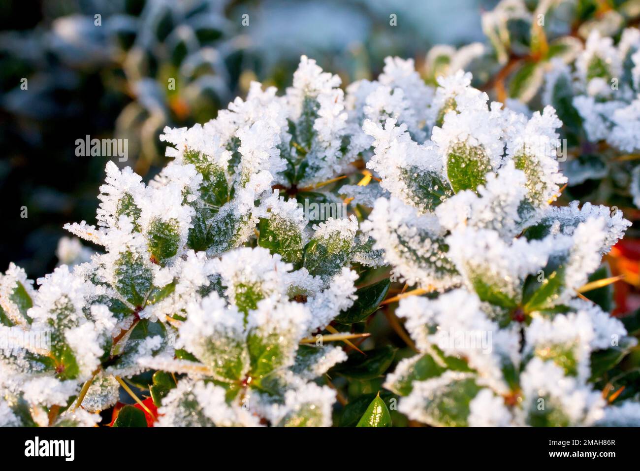 Ice shrubs hi-res stock photography and images - Alamy